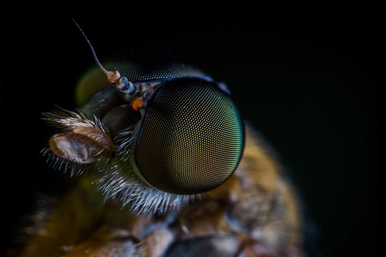 Profiles for insect protection Selux